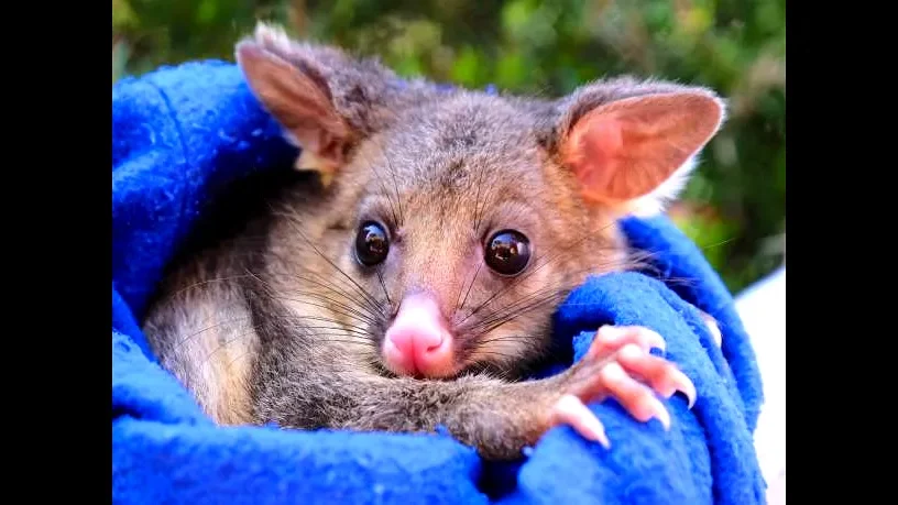 Think You Can Remove a Possum Yourself? You Might Be Breaking the Law ...